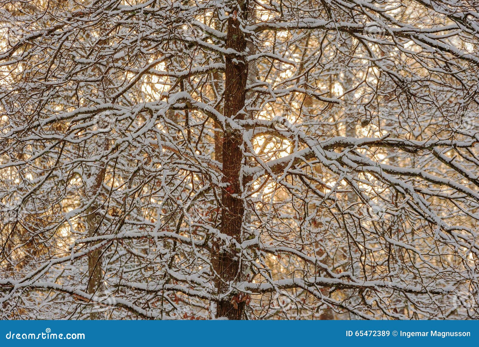 Backlit Oak Tree Stock Photography | CartoonDealer.com #194827022