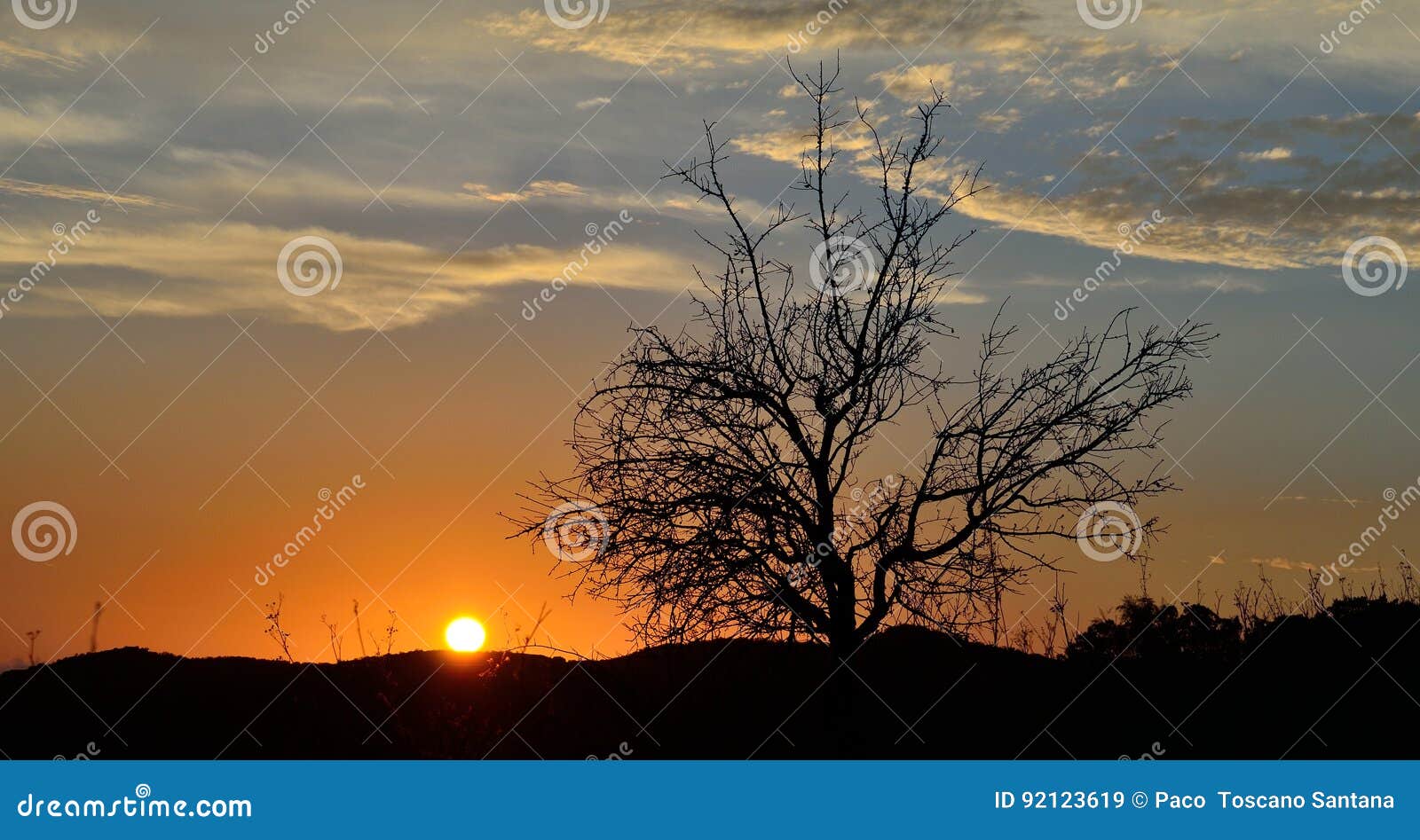 Backlit tree at sunrise stock image. Image of colorful - 92123619