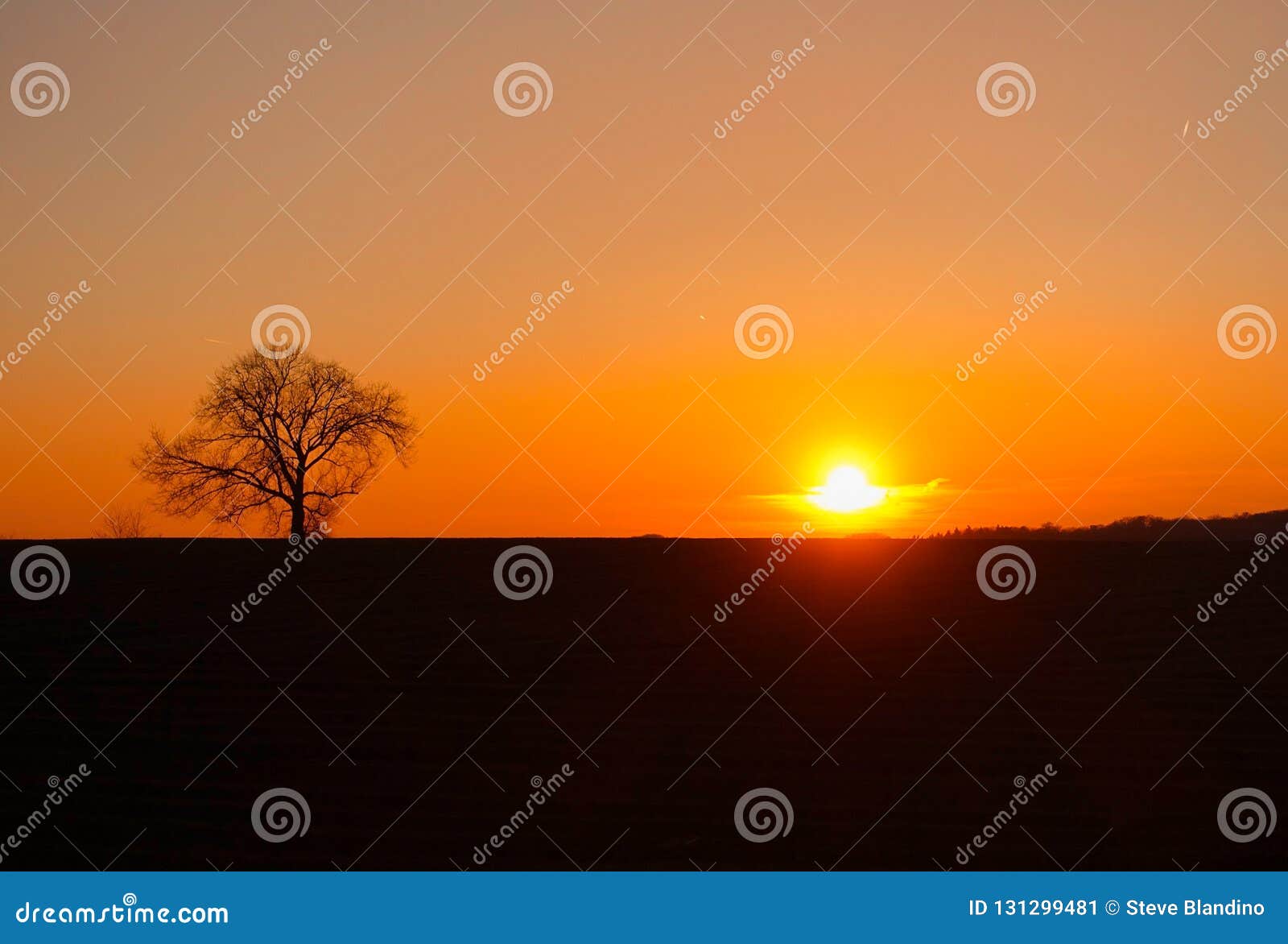 Backlit tree at sunset stock image. Image of clear, orange - 131299481