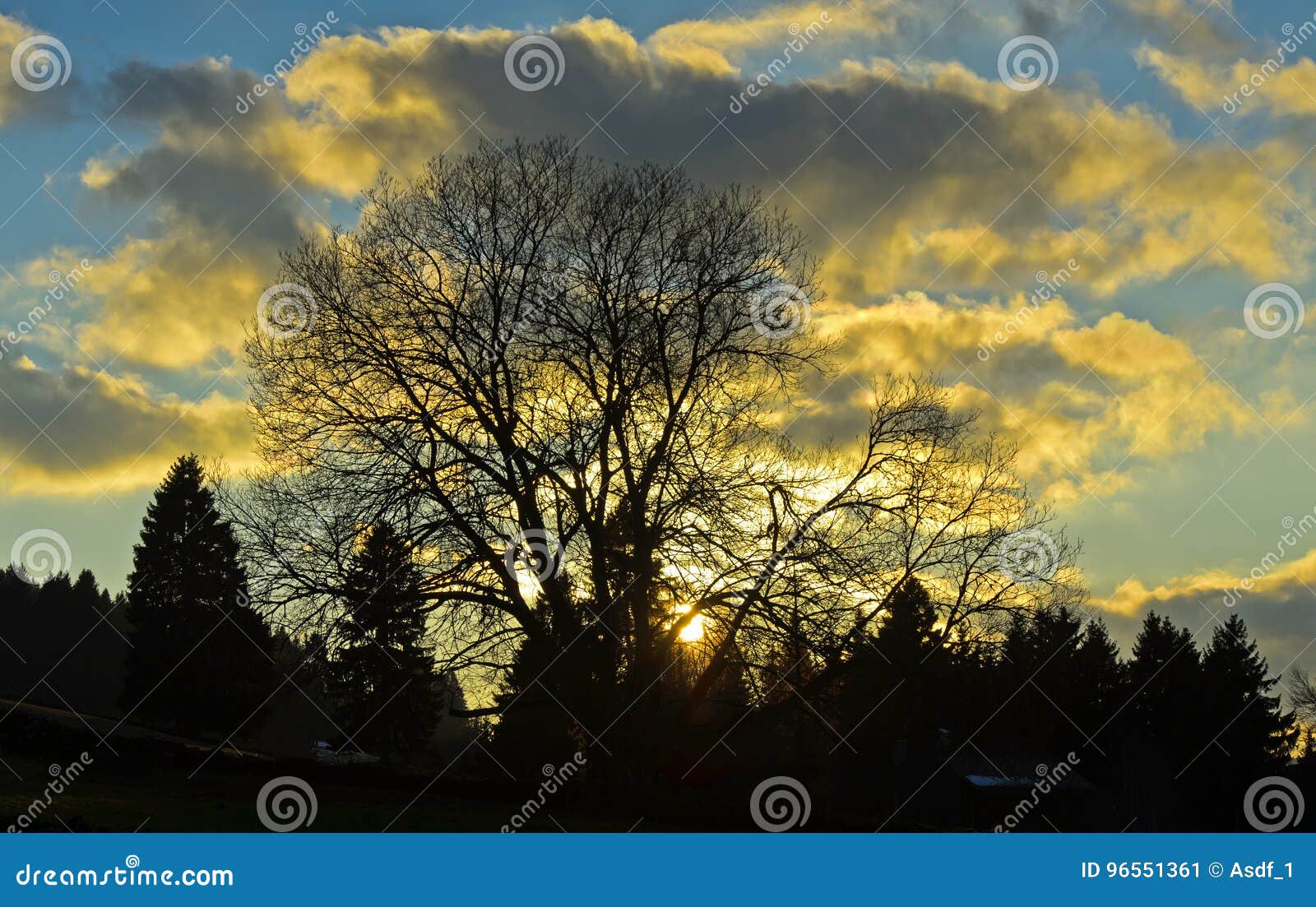 Backlit tree at sunset stock image. Image of clouded - 96551361