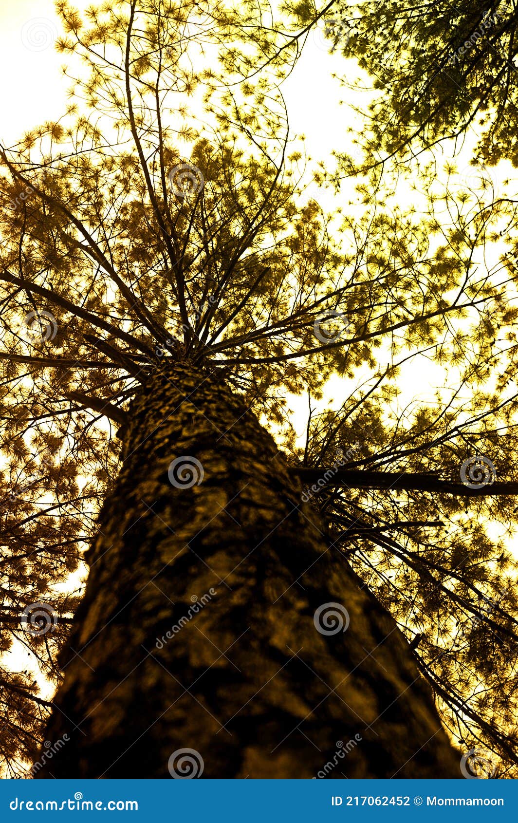 Backlit Tree Trunk and Folaige Stock Photo - Image of environmental ...