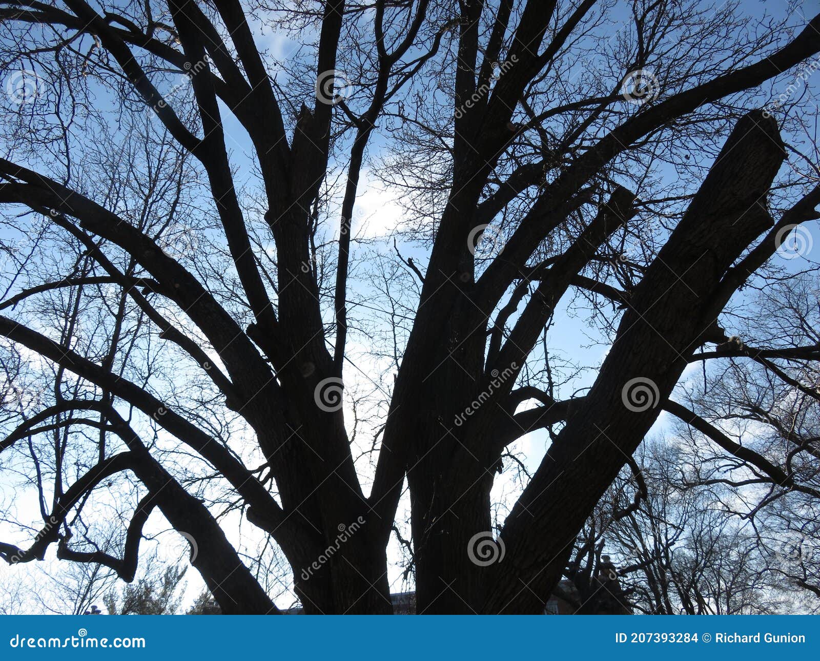 Backlit Of Tree On The Catatumbo River Near The Maracaibo Lake. Royalty ...