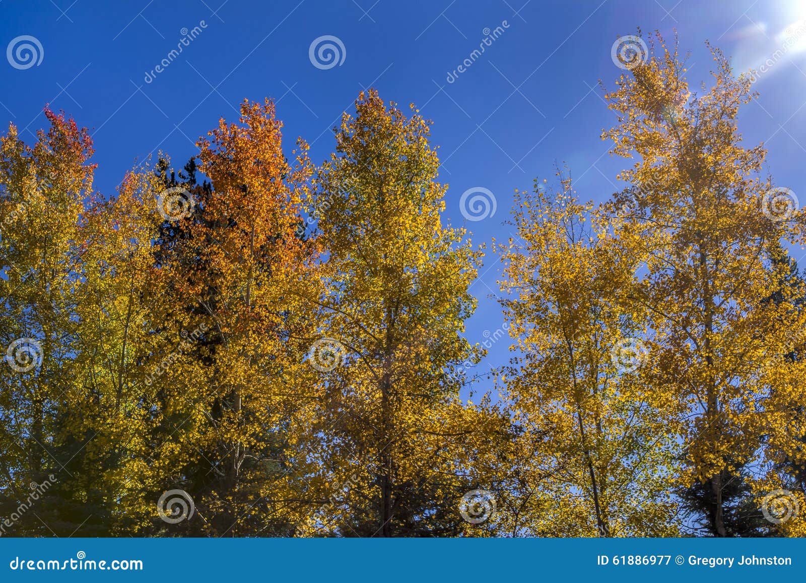 Backlit trees in autumn. stock image. Image of tree, sunlight - 61886977
