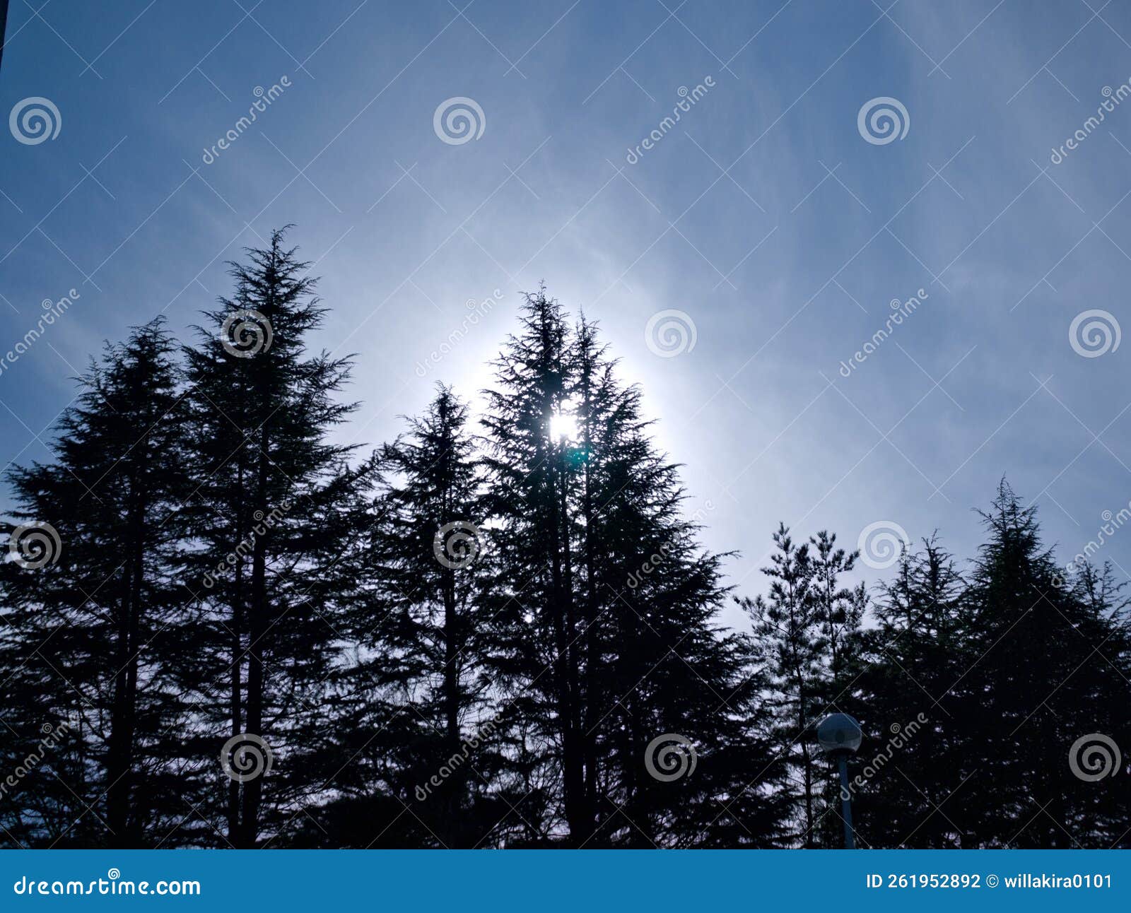 Backlit trees stock photo. Image of reflection, branch - 261952892