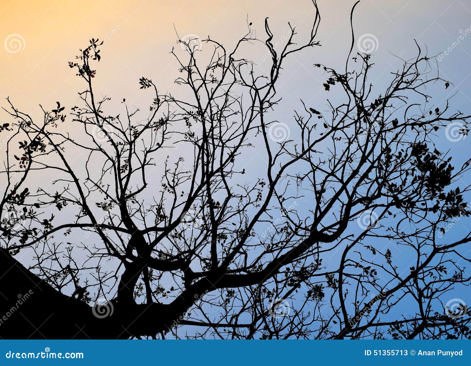Backlit Trees and Branches on Evening Time Stock Image - Image of ...