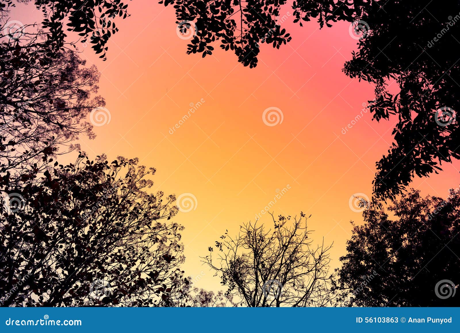 Backlit Trees and Branches in Retro Style for Abstract Background ...