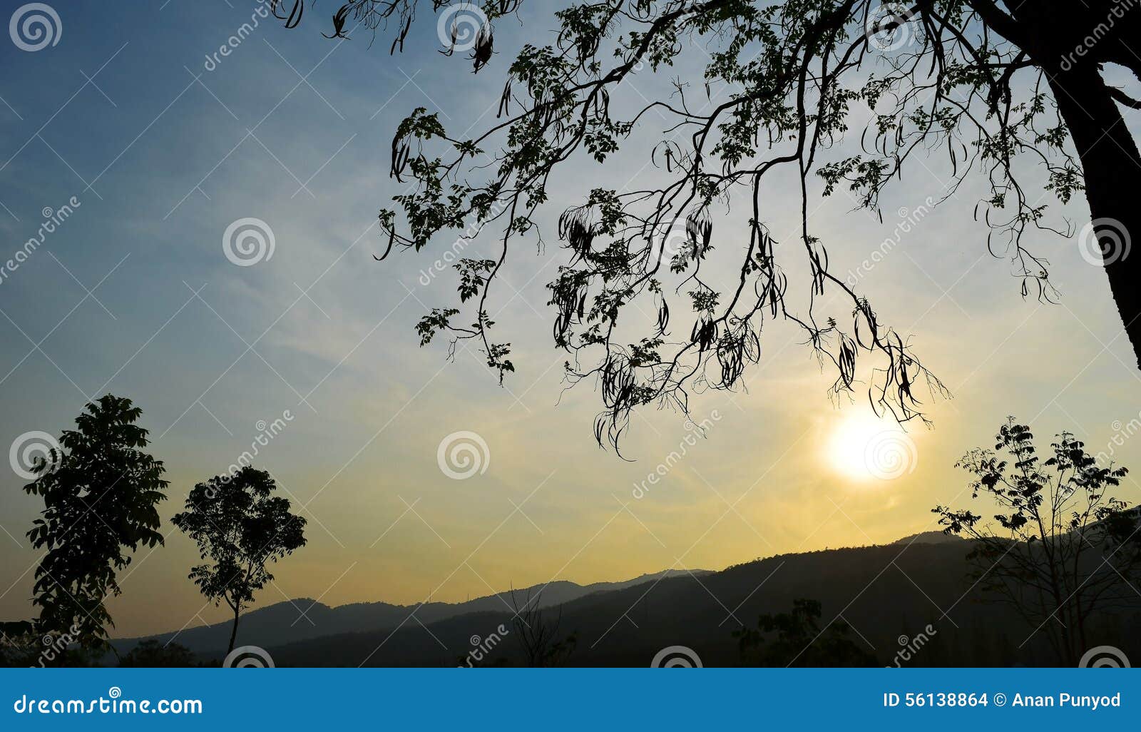 Backlit Trees Branches and Sunset Sky on Evening Time Stock Photo ...