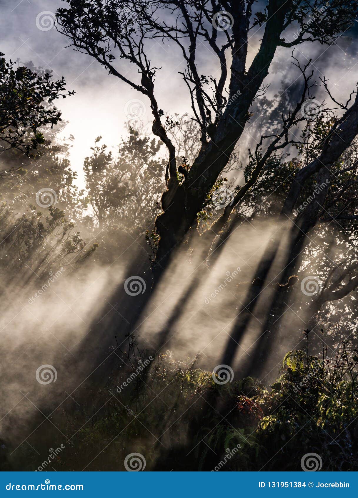 Backlit Trees Create Dramatic Shadows on the Steam Rising at Kilauea ...