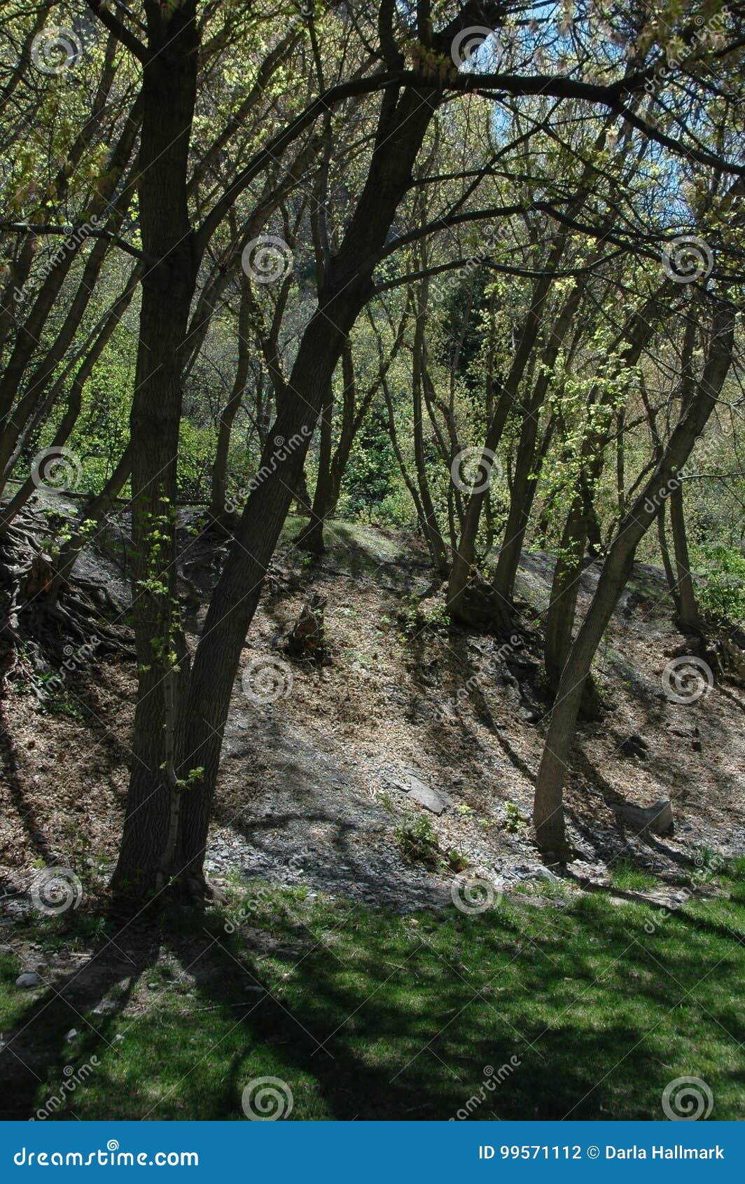 Dramatic lighting on trees stock photo. Image of park - 99571112