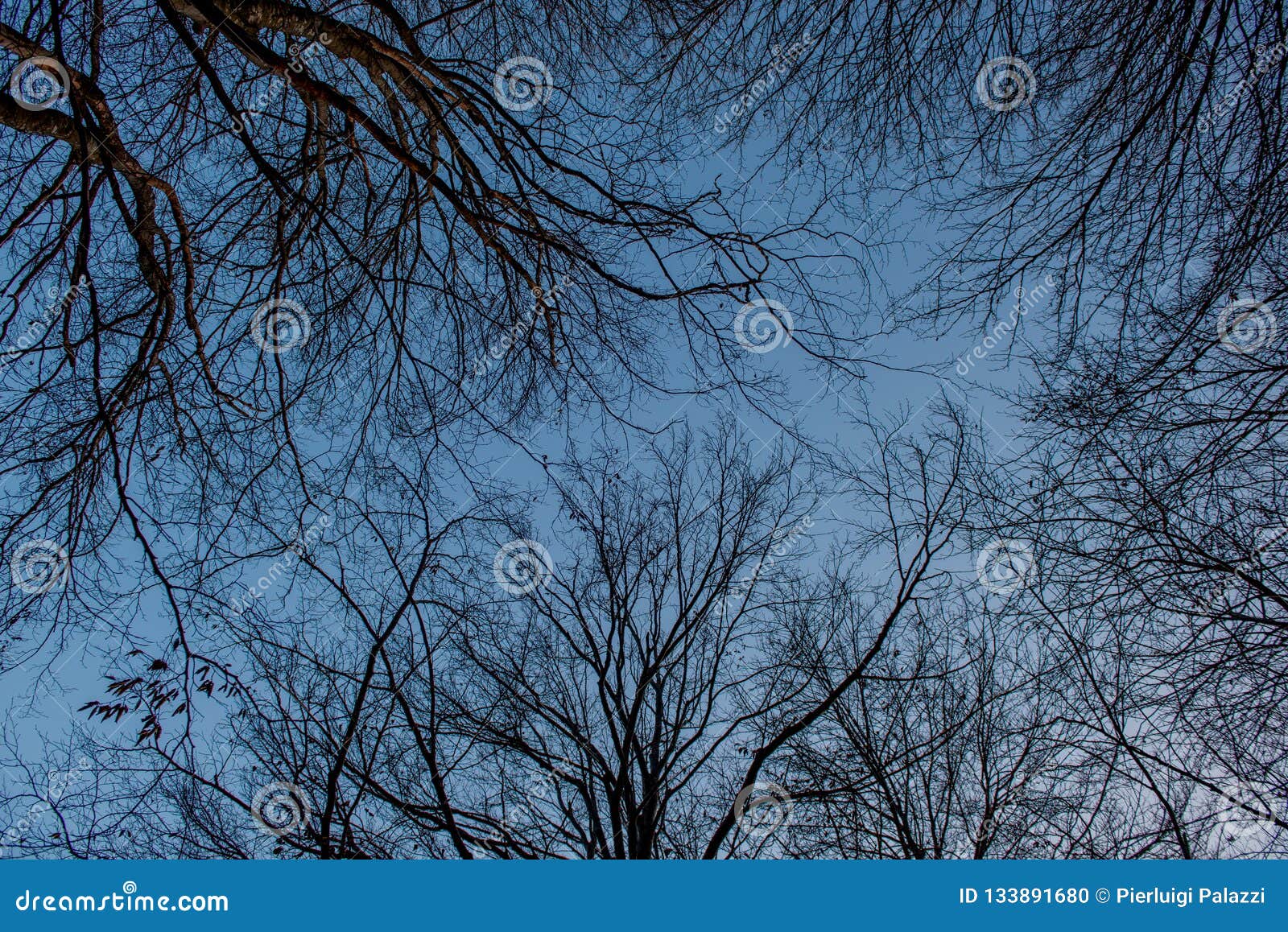 Branches of Trees in Backlight Stock Photo - Image of environment ...