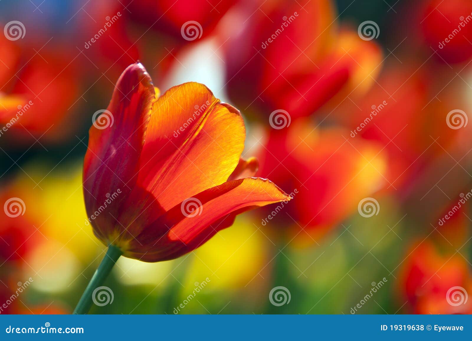 Backlit tulip stock photo. Image of tulip, flower, vibrant - 19319638