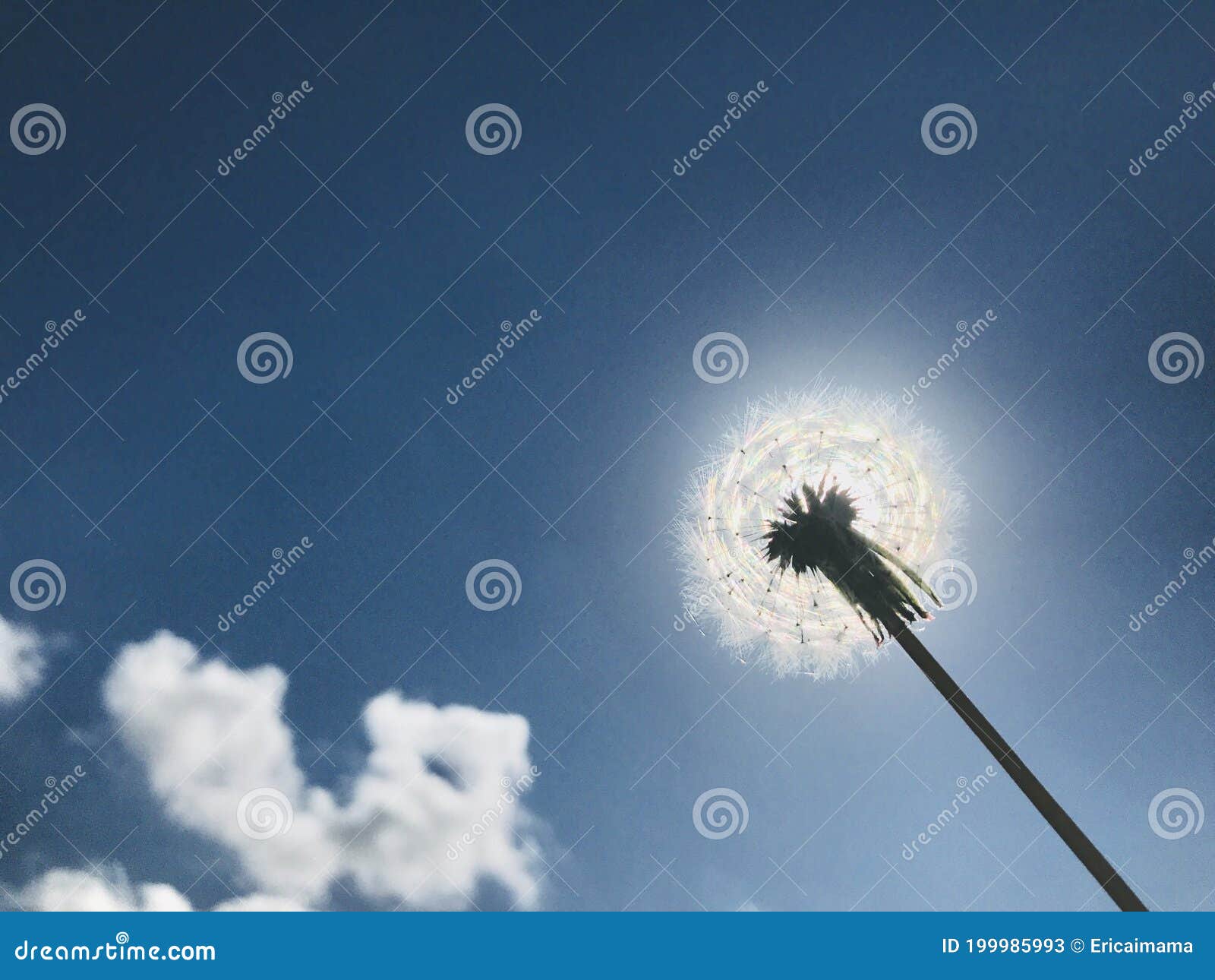 Backlit View of the Dandelion Flower with Deep Blue Sky. Stock Image ...
