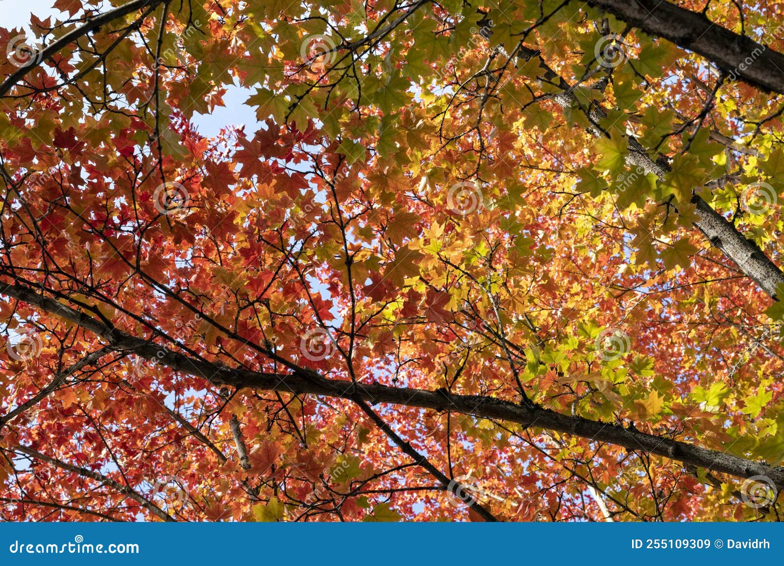 Backlit View of a Maple Tree Turning Colors in Autumn Stock Image ...