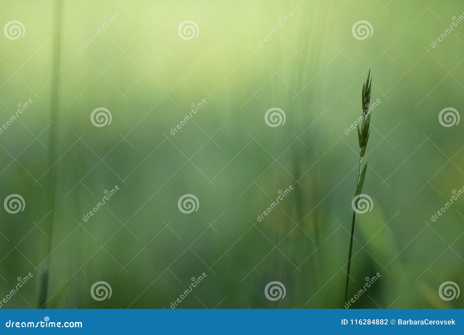 Backlit Weeding Herb Grass with Copy Space in Blurred Background Stock ...