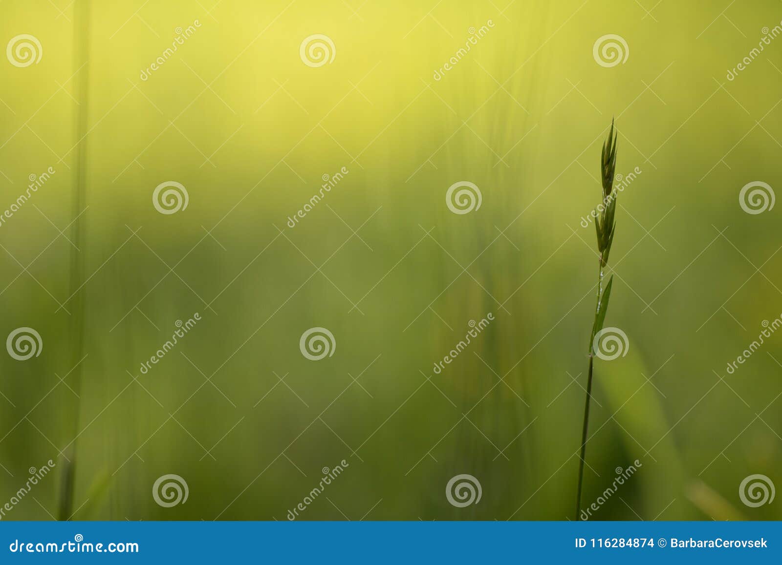 Backlit Weeding Herb Grass with Copy Space in Blurred Background Stock ...
