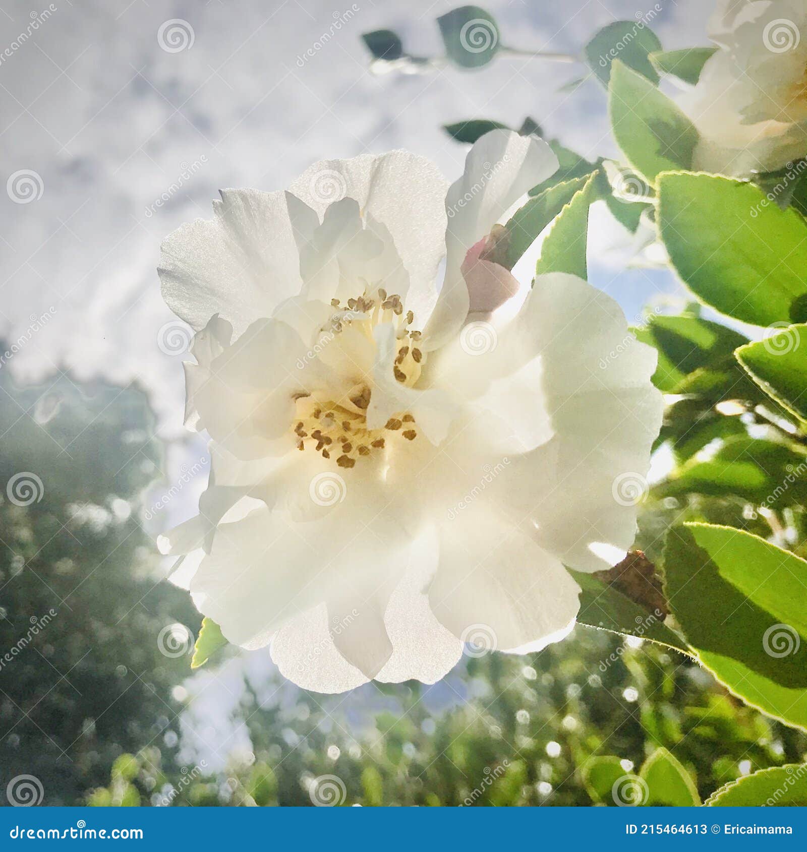 Backlit White Rose Flower, Square Photo. Stock Image - Image of dazzle ...