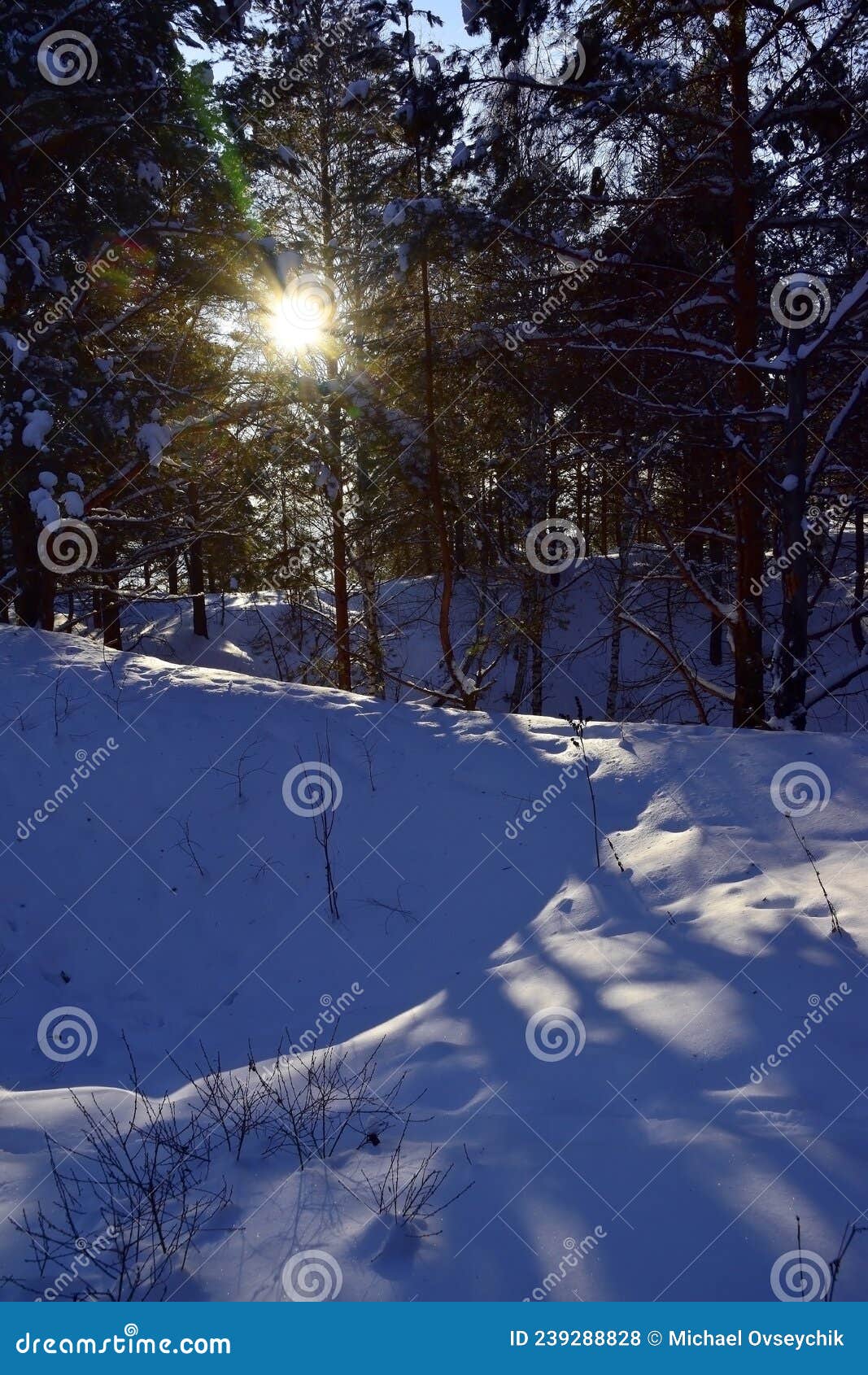 Backlit Winter Forest Covered in Snow Stock Photo - Image of december ...