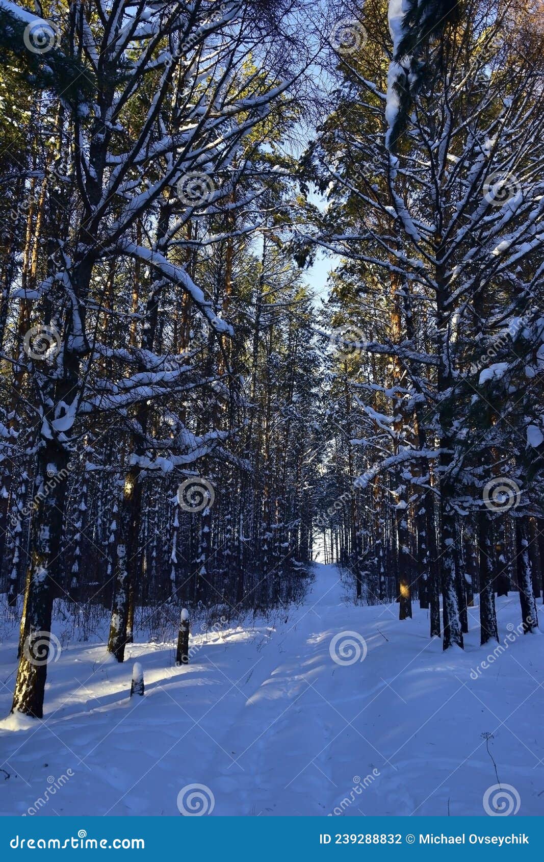 Backlit Winter Forest Covered in Snow Stock Photo - Image of gold, beam ...