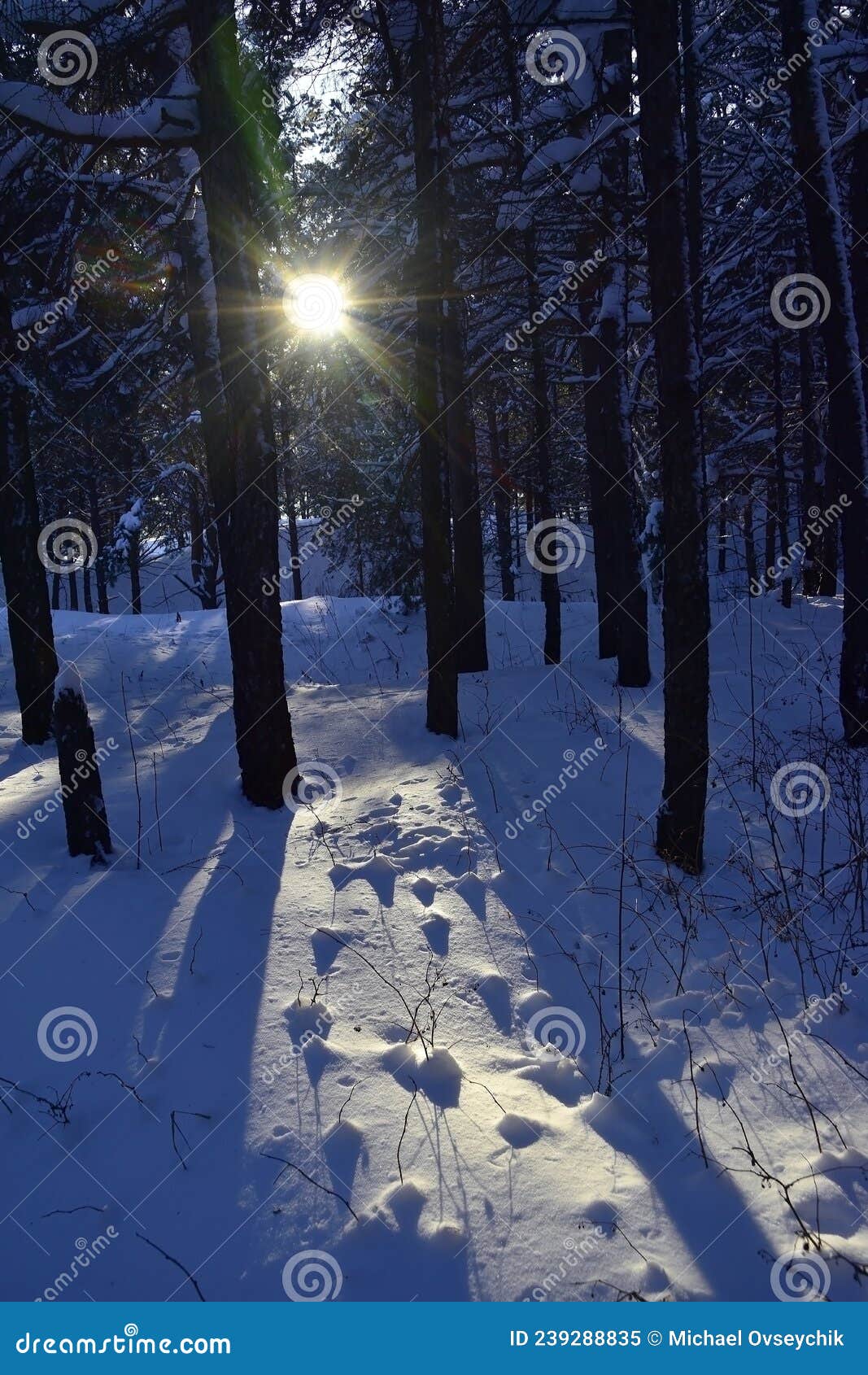 Backlit Winter Forest Covered in Snow Stock Image - Image of evening ...