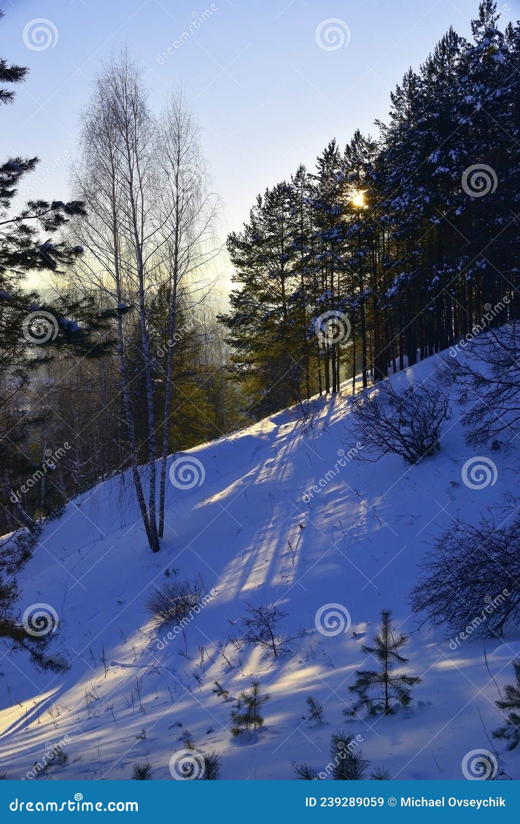 Backlit Winter Forest Covered in Snow Stock Image - Image of copy ...