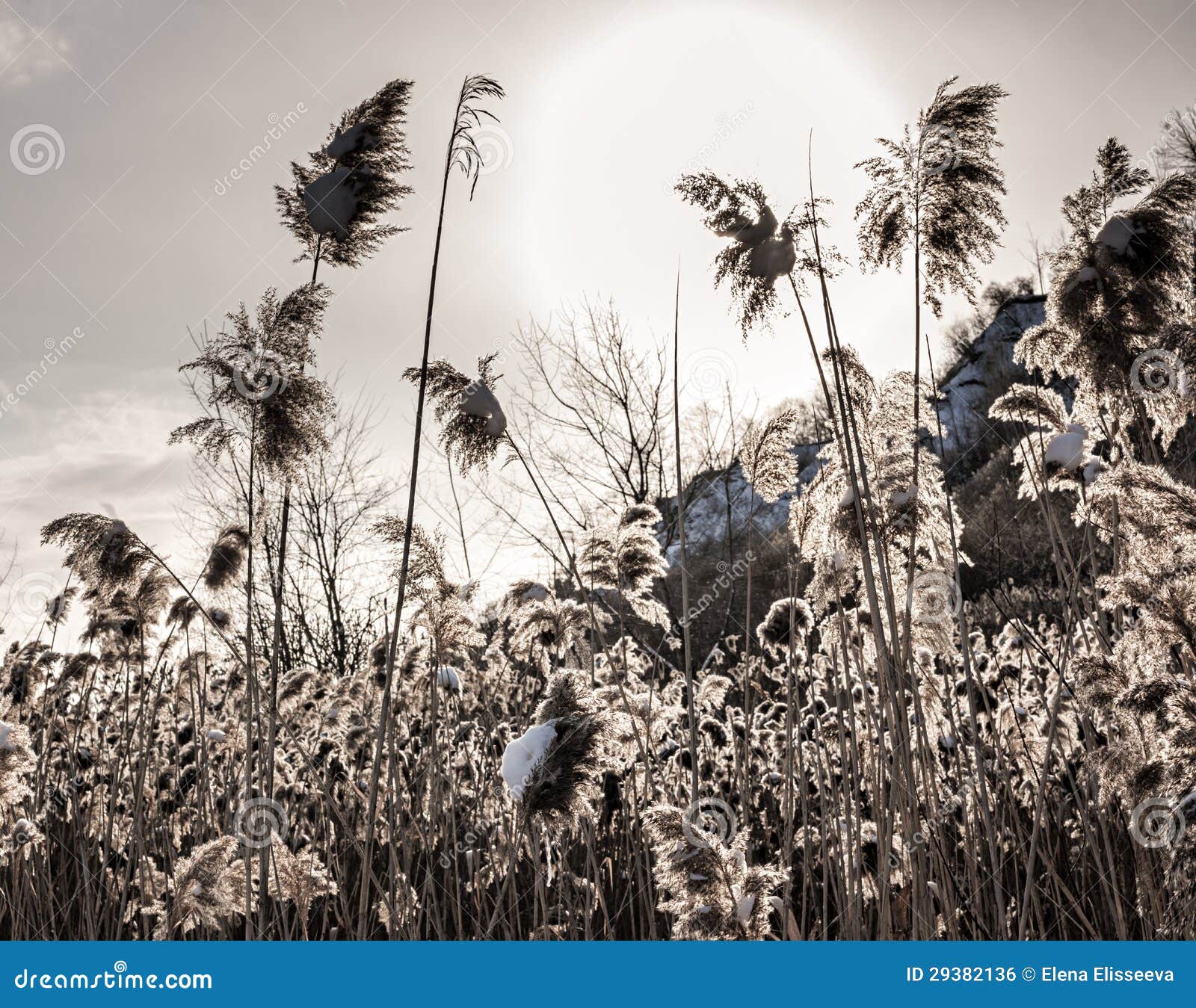Backlit winter reeds stock photo. Image of flora, grass - 29382136