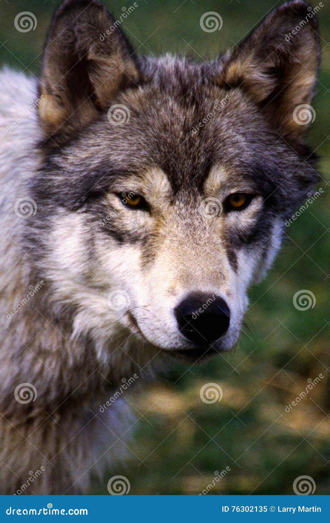 Backlit wolf stock image. Image of wary, montana, grey - 76302135