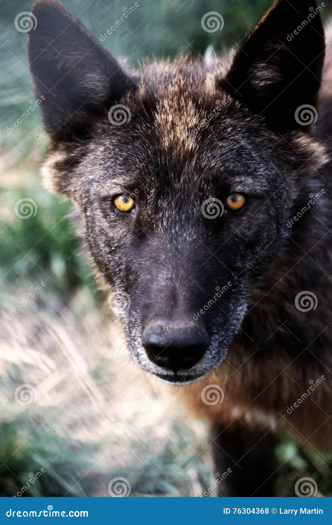 Backlit wolf stock photo. Image of wary, timber, canis - 76304368