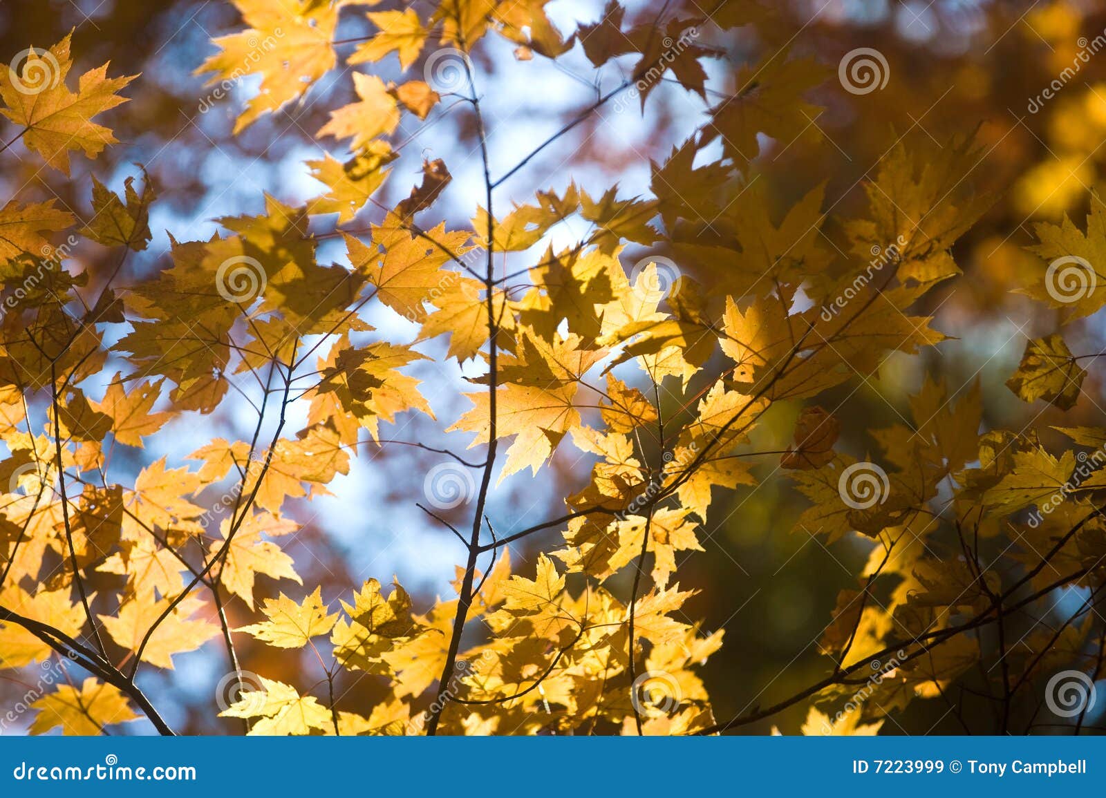 Backlit yellow leaves stock image. Image of golden, wilderness - 7223999