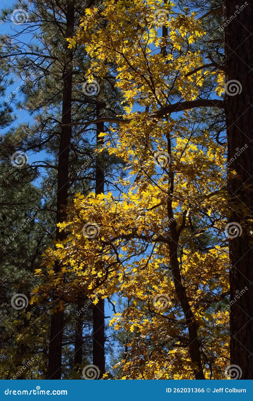 Backlit Yellow Oak Tree in a Forest with Pine Trees in the Background ...