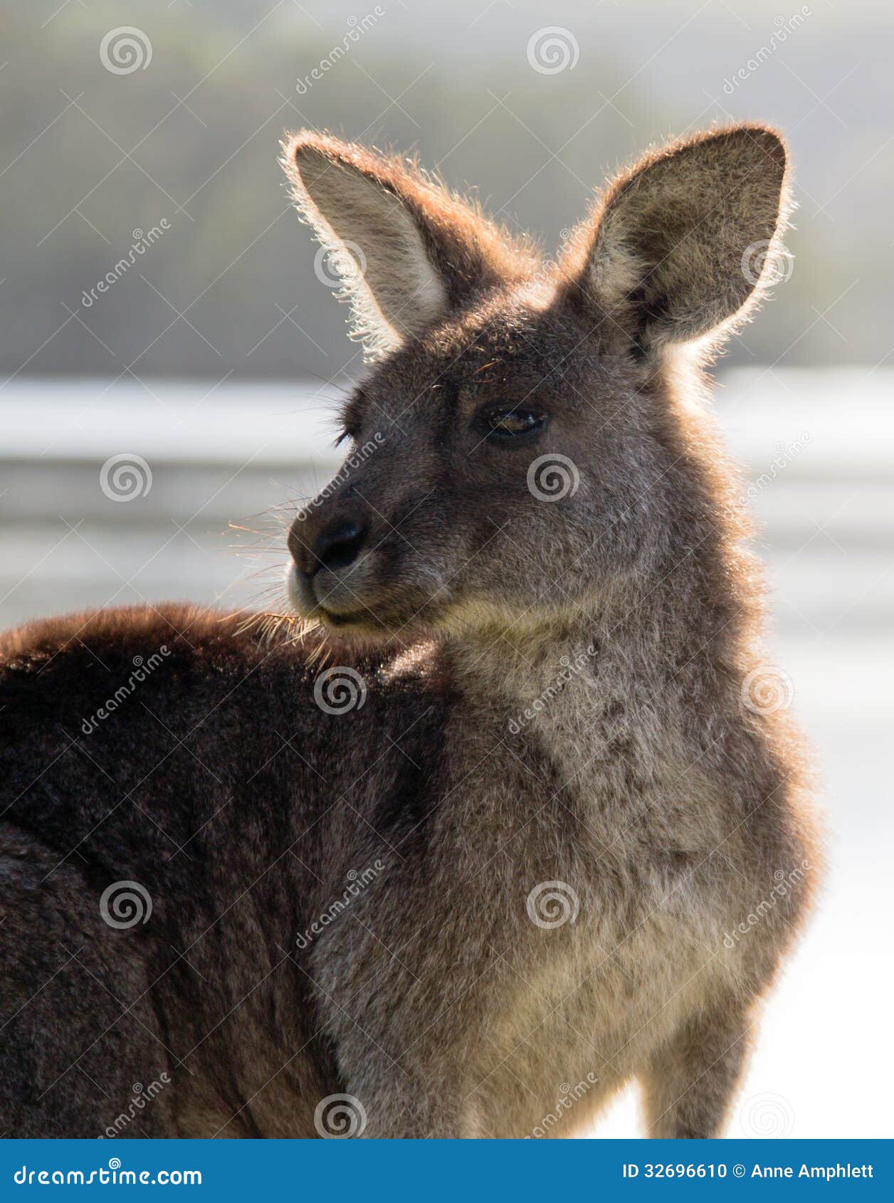 Backlit young kangaroo stock photo. Image of kangaroo - 32696610