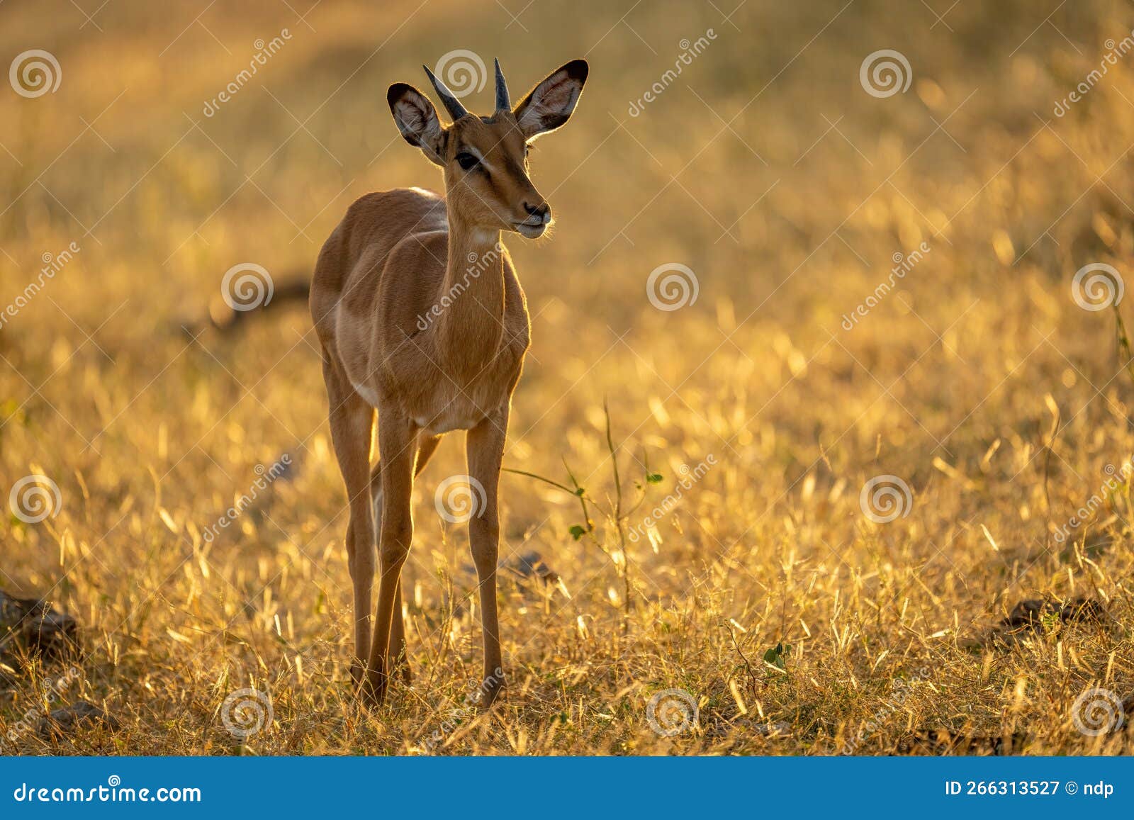 Backlit Young Male Impala Stands Eyeing Camera Stock Image - Image of ...