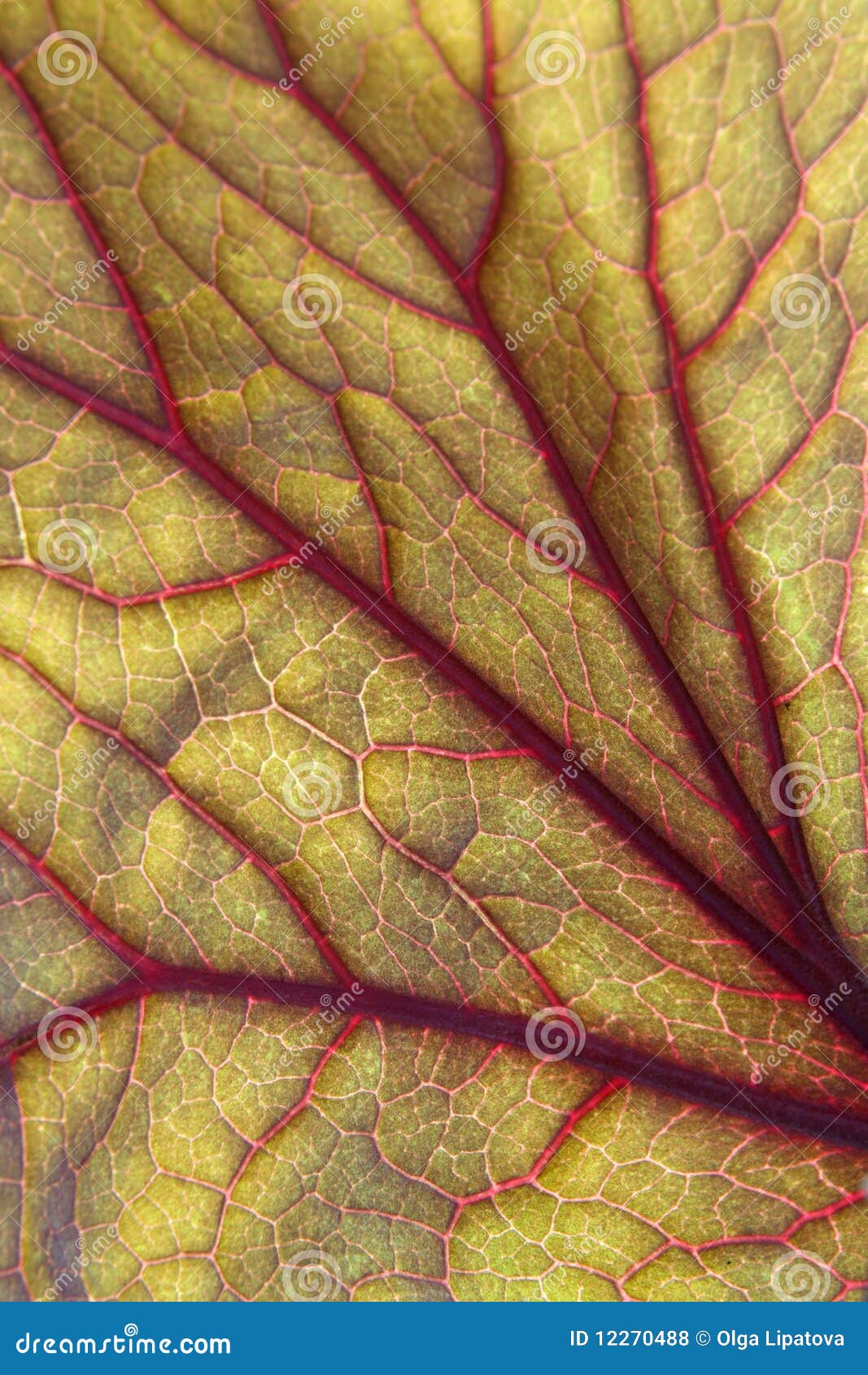 Backlite leaf of ligularia stock photo. Image of nature - 12270488