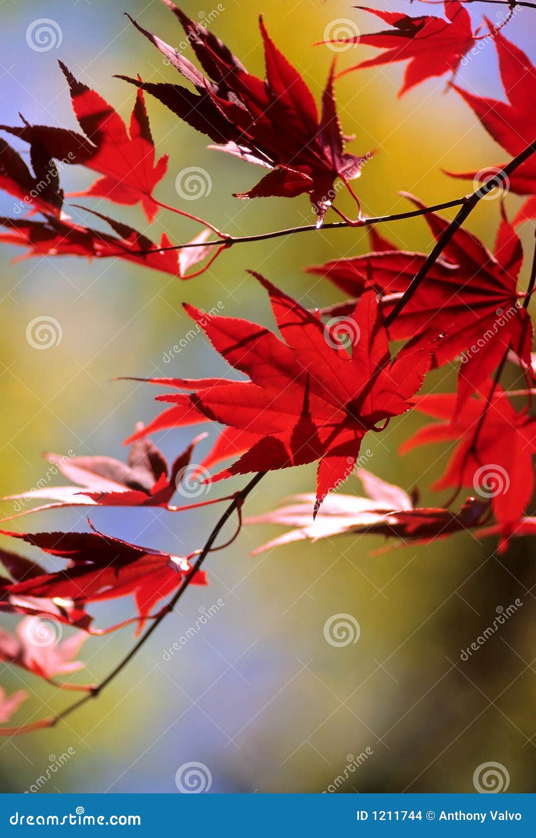 Backlite Leaves stock photo. Image of colors, portrait - 1211744