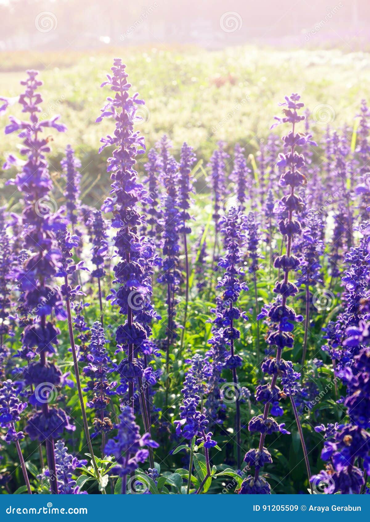 Backlited Violet Flower Field Stock Image - Image of orange, beauty ...