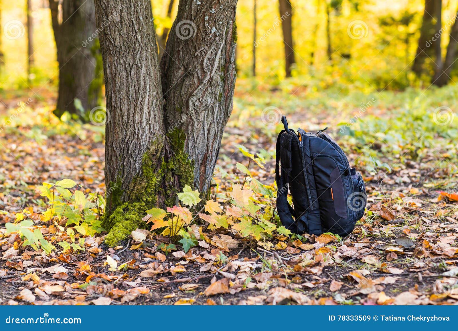 Backpack in the Woods Concept Travel Tourism Stock Image - Image of ...