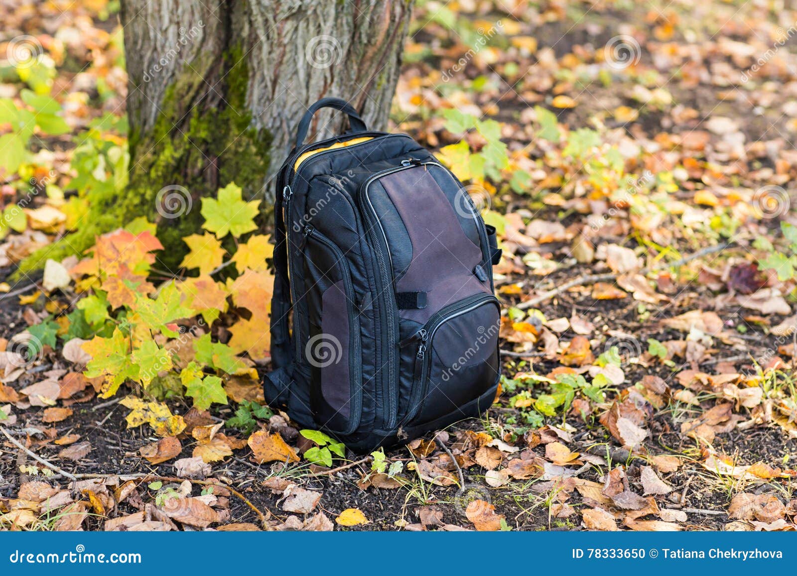 Backpack in the Woods Concept Travel Tourism Stock Photo - Image of ...