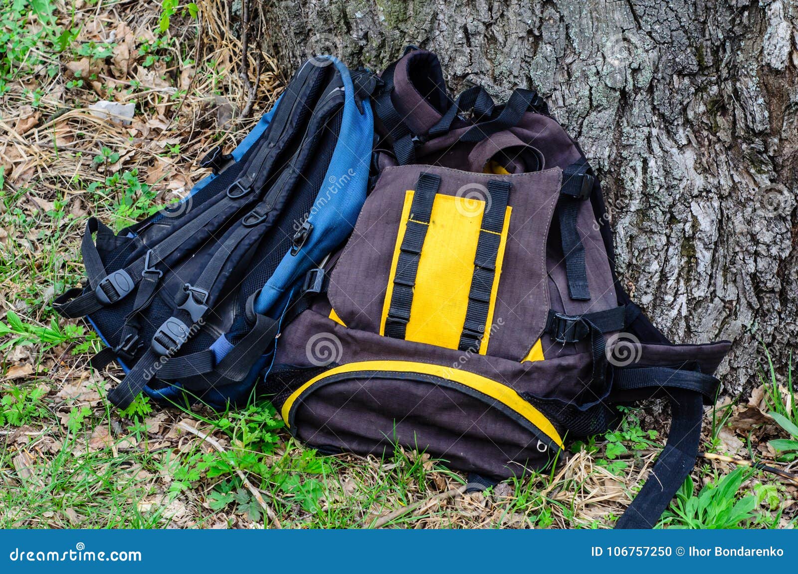Backpacks under the tree stock photo. Image of backpack - 106757250