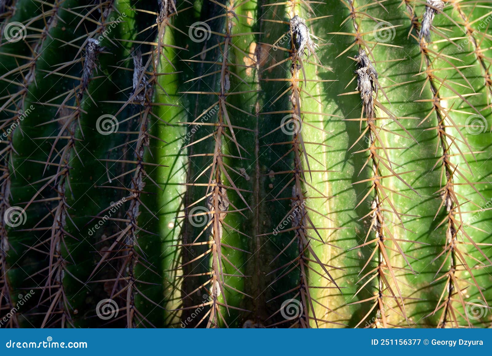 Backround with Cactus Texture with Needles Stock Image - Image of sharp ...