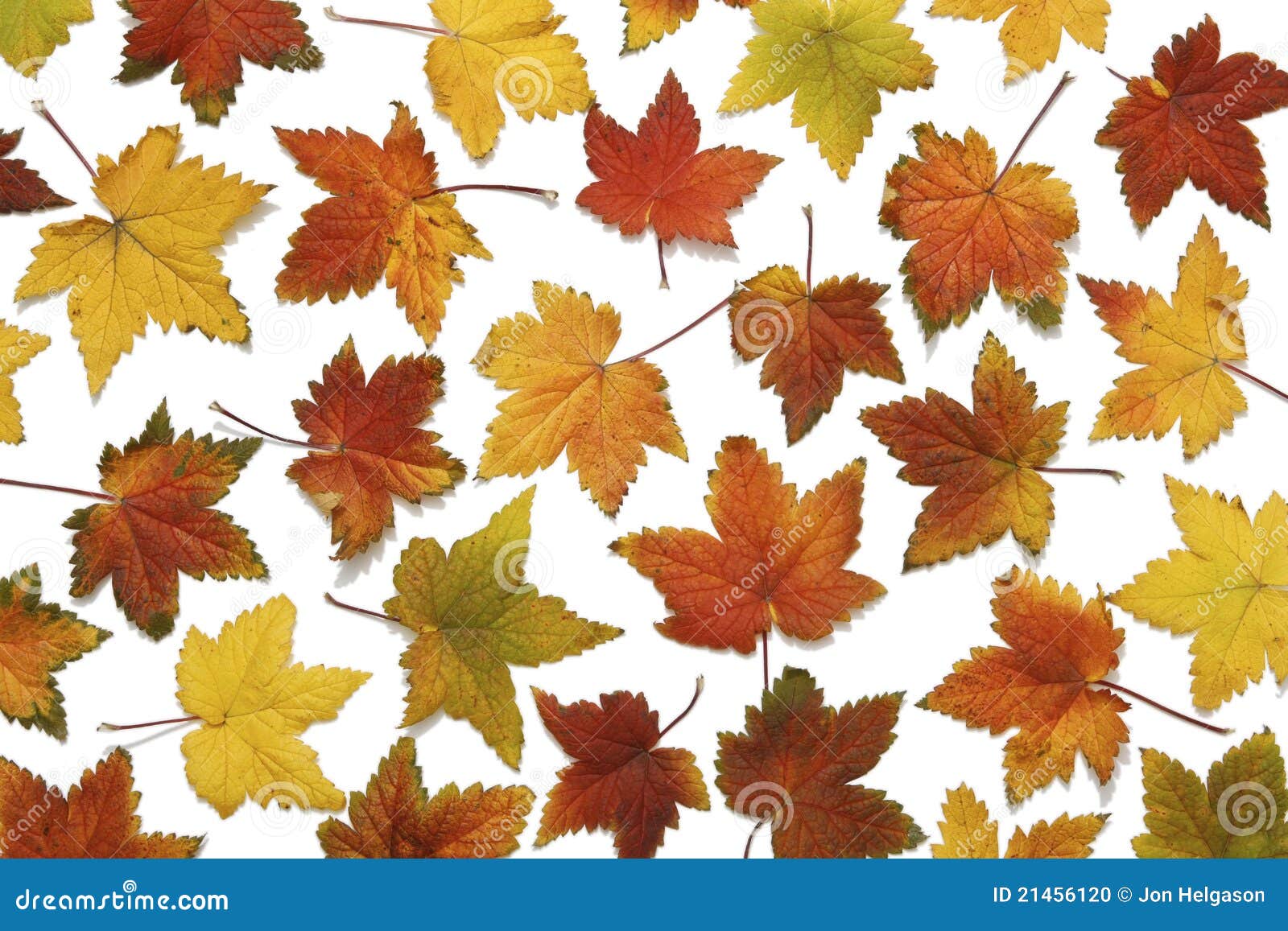 Backround Pattern of Autumn Leaves Stock Photo - Image of fall ...