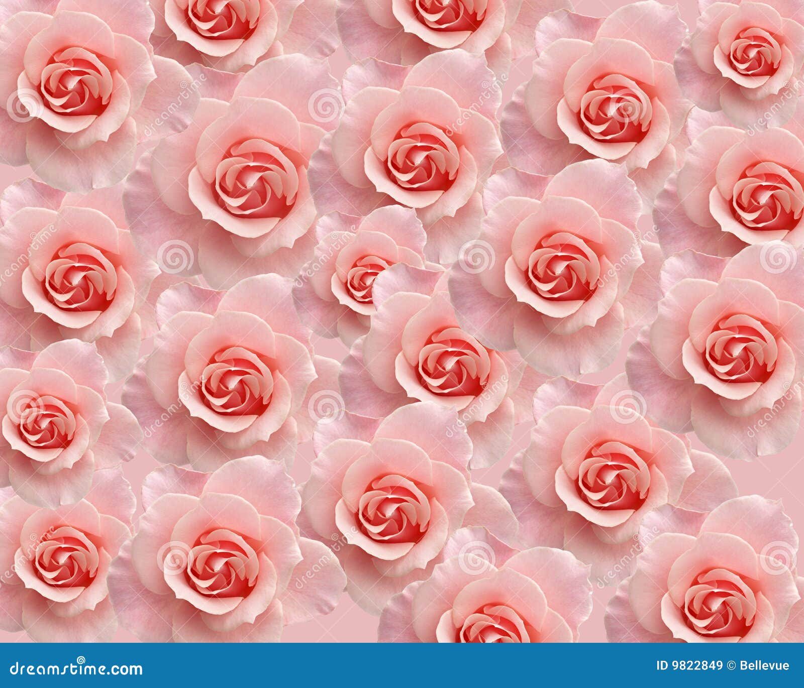 Backround with roses stock image. Image of card, beautiful - 9822849
