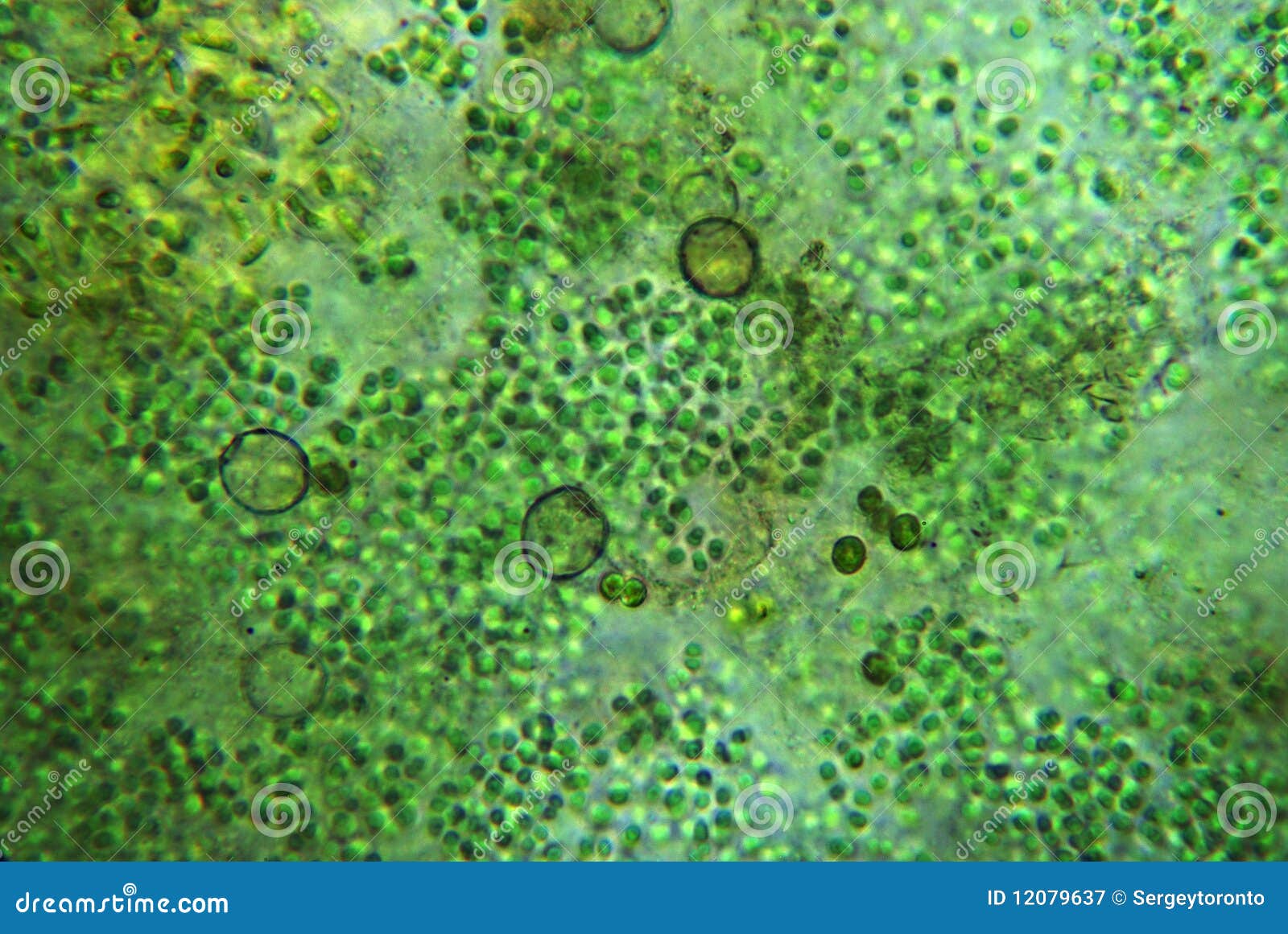 Backrpound De Protophyte. Microbiología Imagen de archivo - Imagen de ...