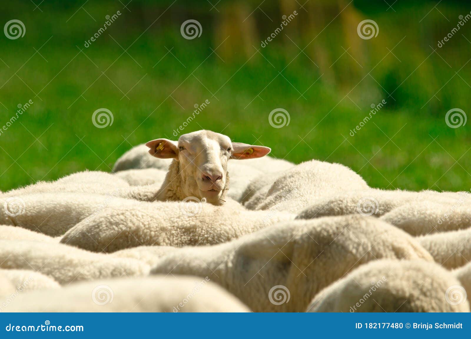 The Backs of a Herd of Sheep with White Wool Standing in a Green Meadow ...