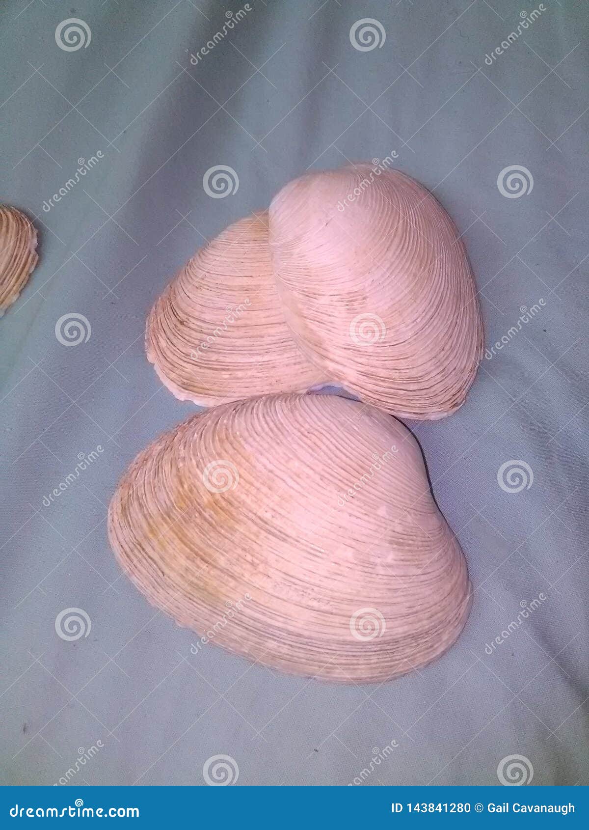 Backs of Three Shells Showing Ridges. Stock Photo - Image of shells ...