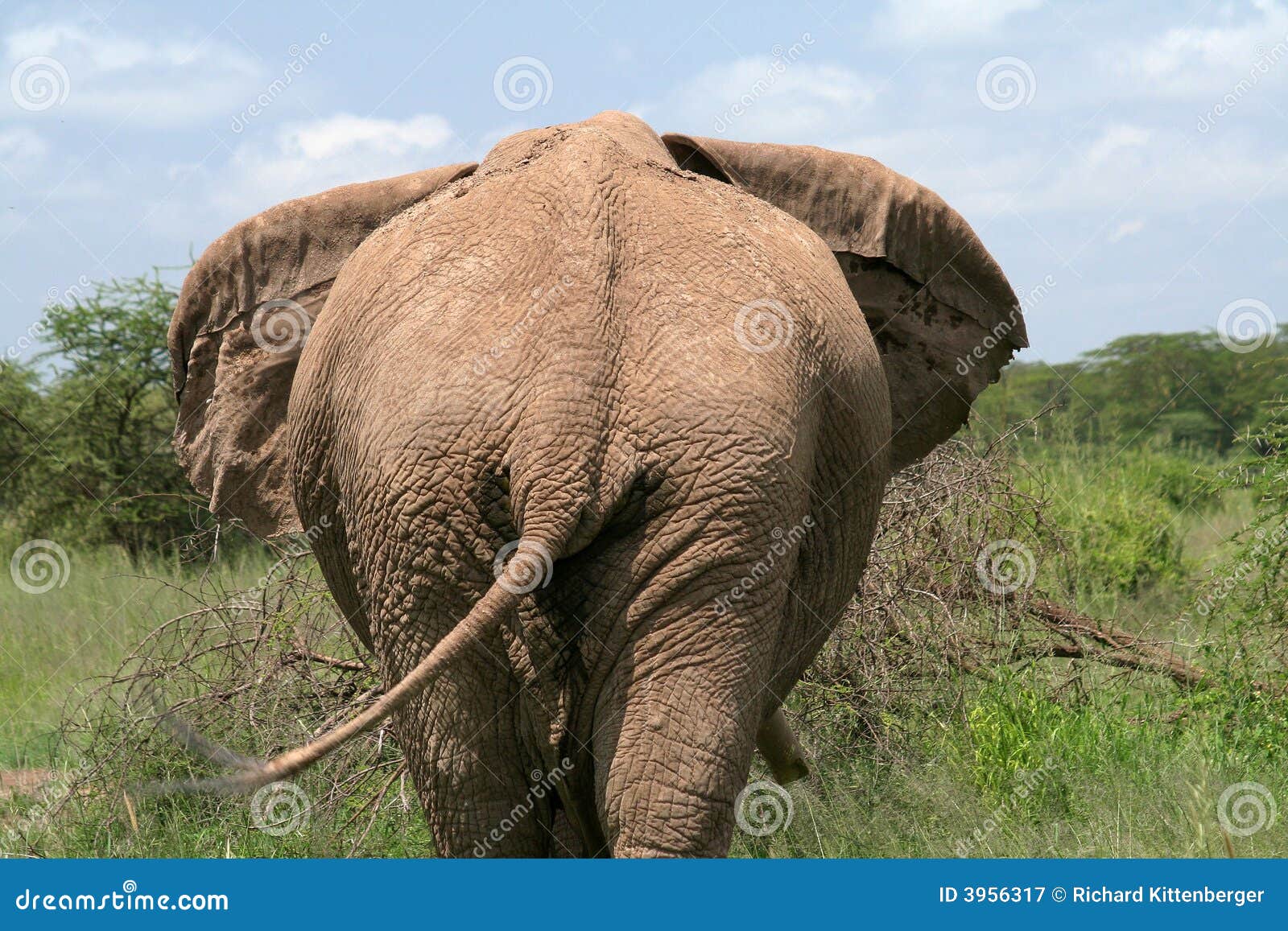 Backside stock image. Image of booty, wildlife, loxodonta - 3956317