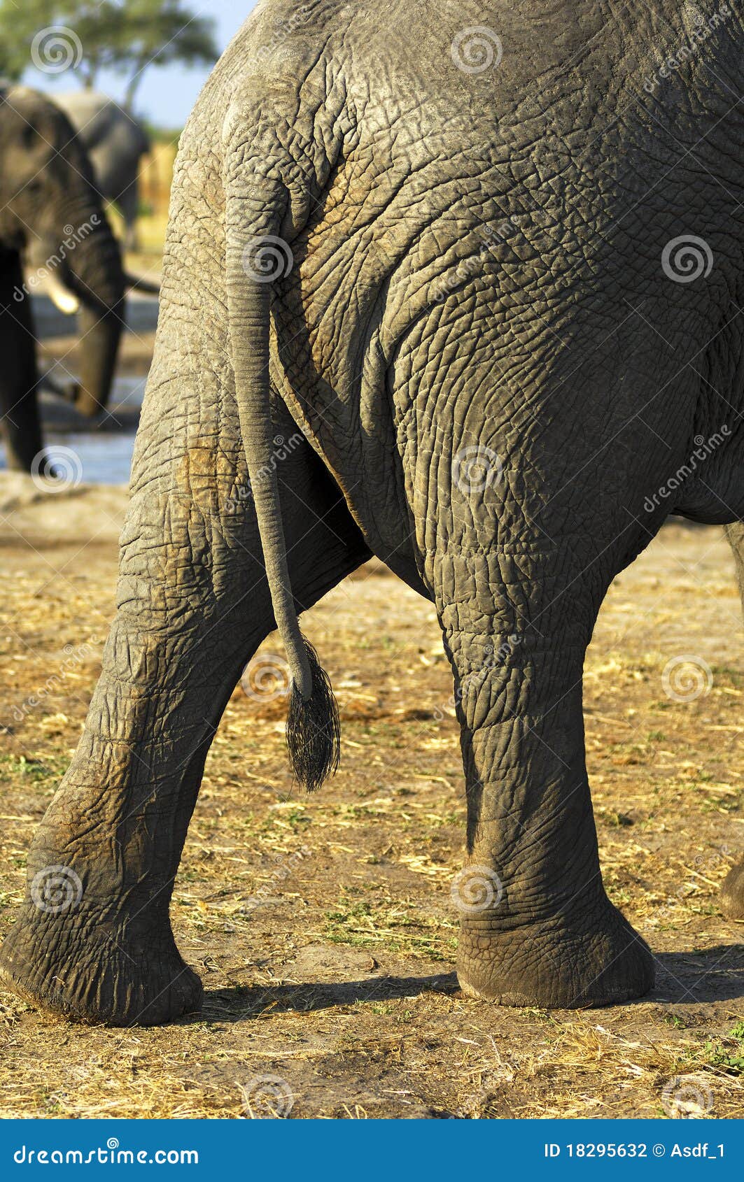 Backside of an African Elephant Stock Photo - Image of fauna, nature ...