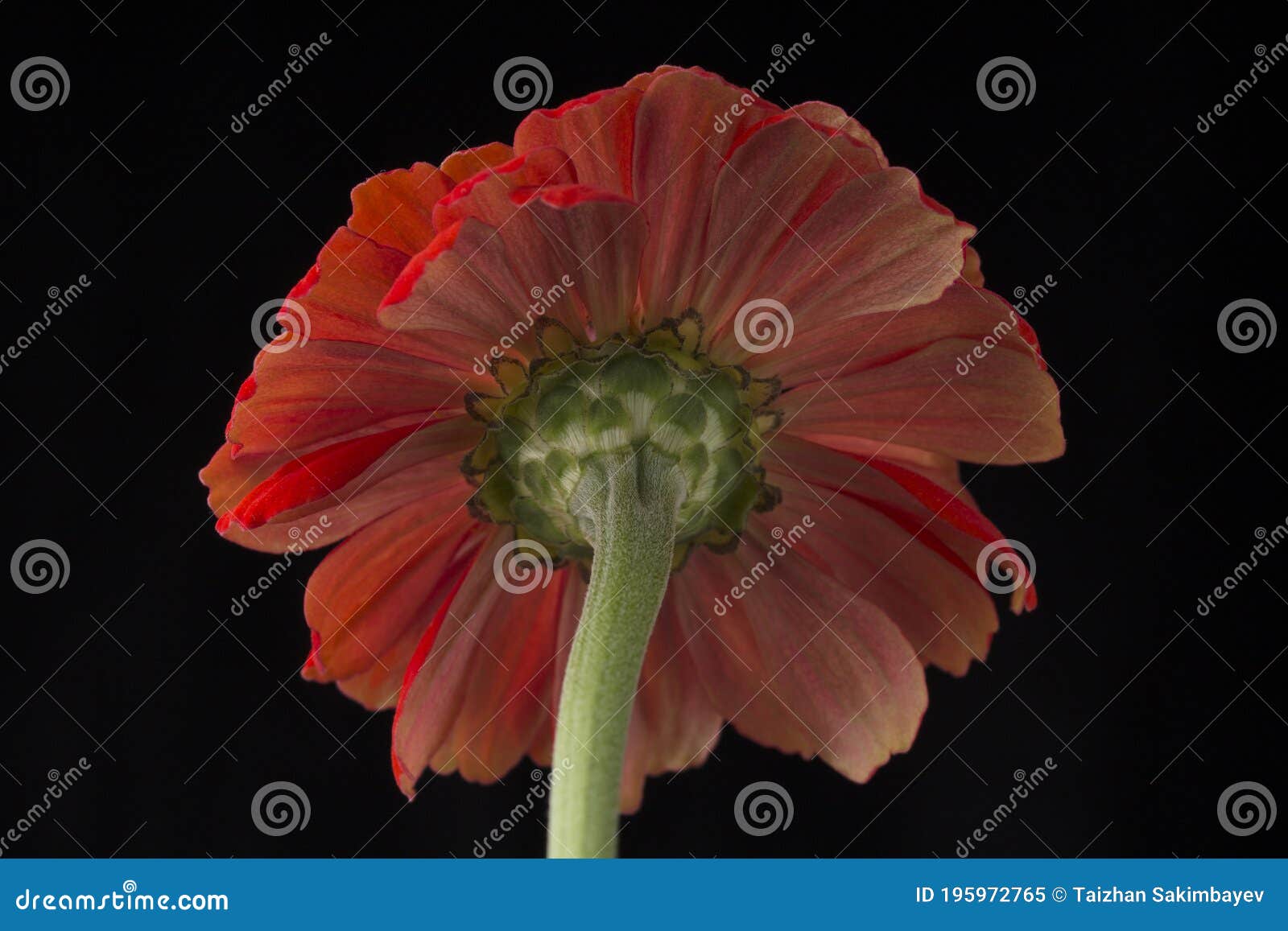 Backside Beautiful Red Aster Flower on Black Stock Image - Image of ...