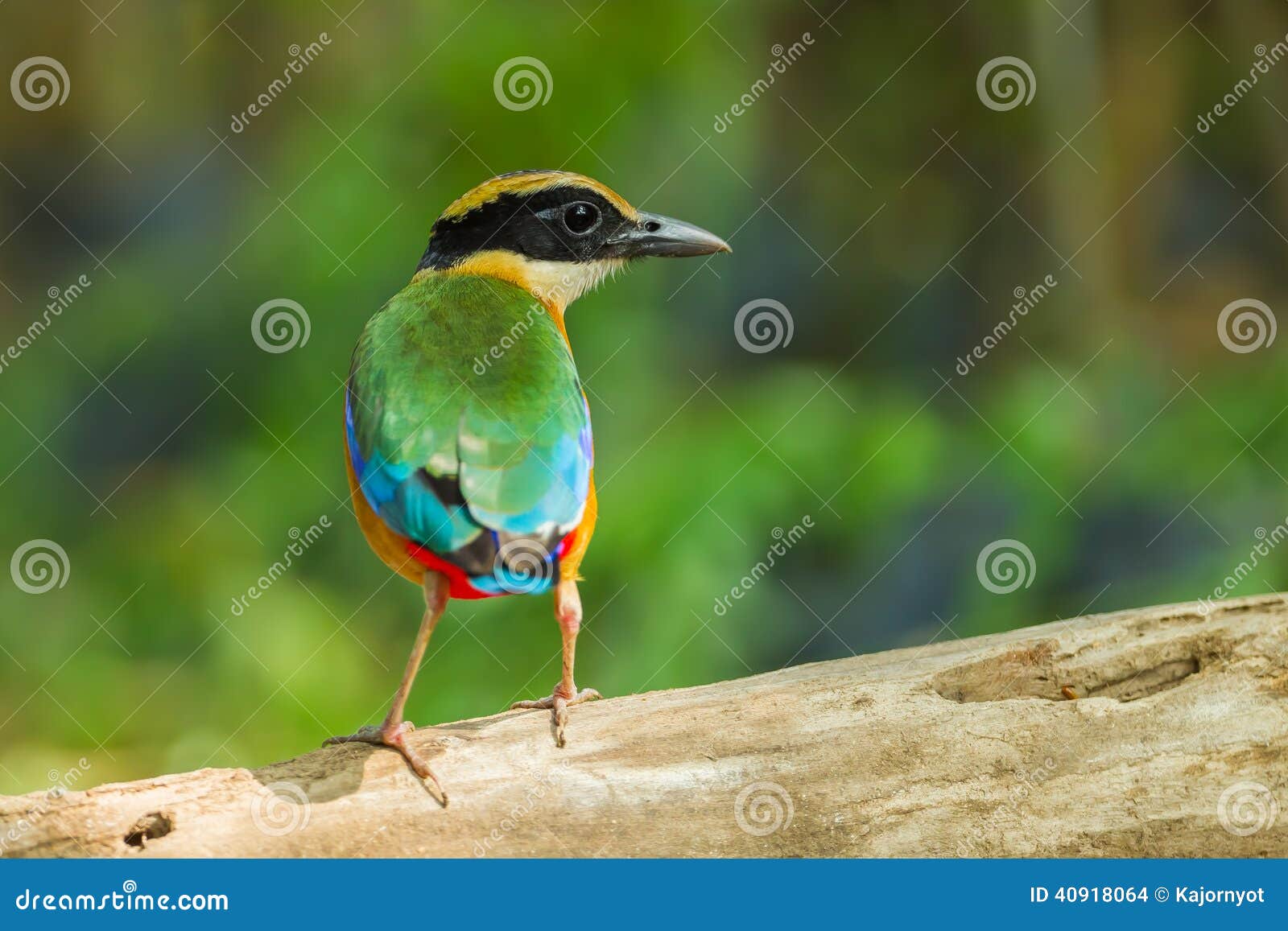 612 Backside Bird Stock Photos - Free & Royalty-Free Stock Photos from ...