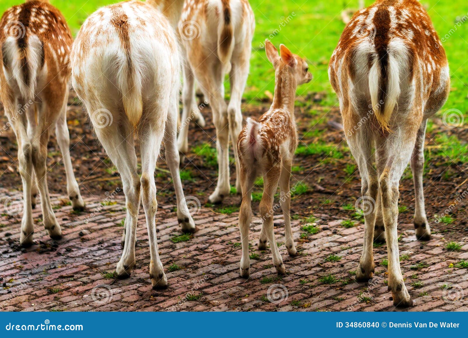 Backside buck stock photo. Image of little, born, spots - 34860840