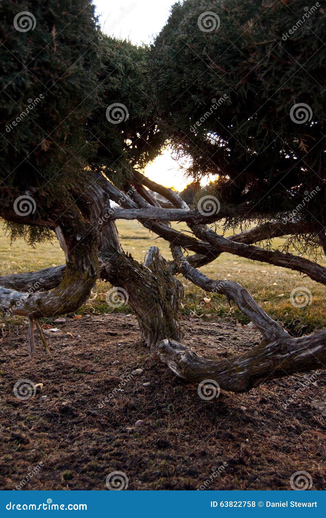 Backside of a Bush stock photo. Image of cold, dirt, color - 63822758