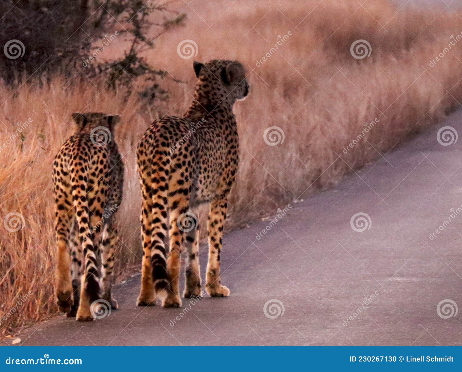 Backside of Cheetahs Walking Away in Wilderness Stock Photo - Image of ...
